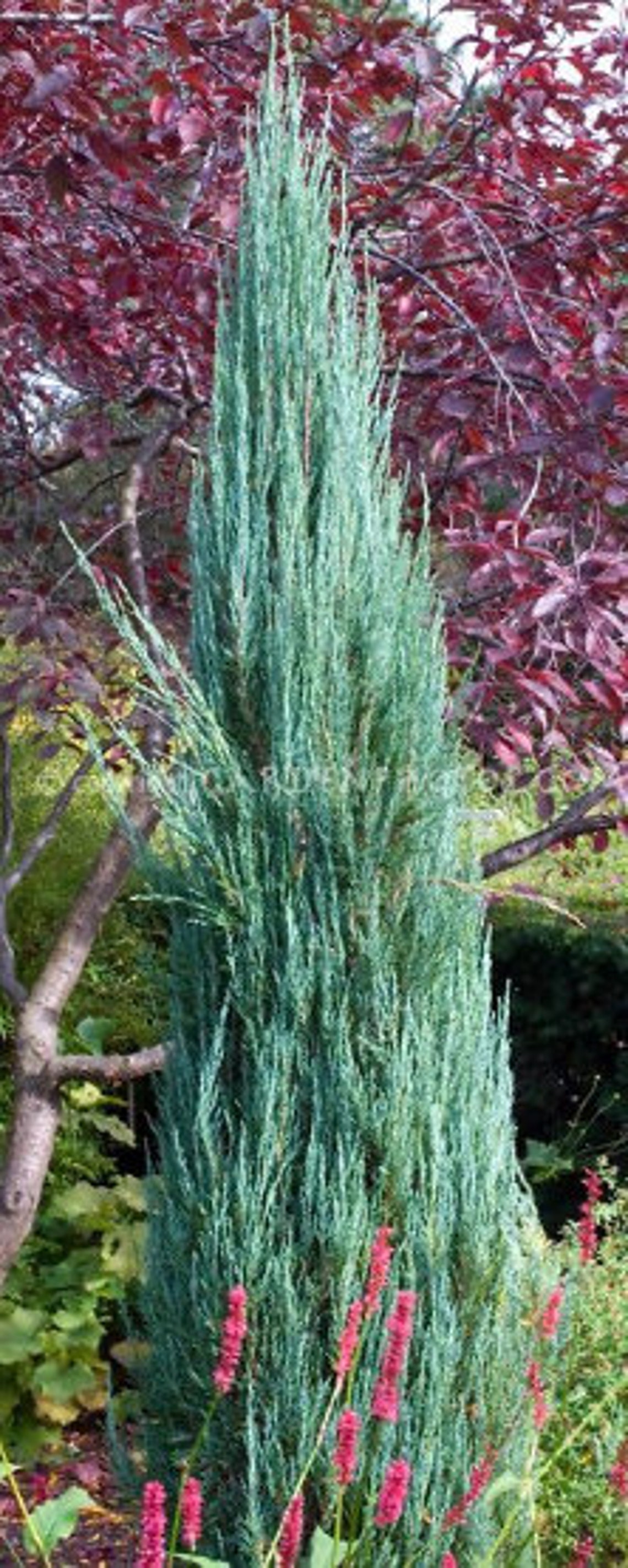 Blue Arrow Juniper Tree Hedge Bush 6 to 8 Inches Tall | Etsy