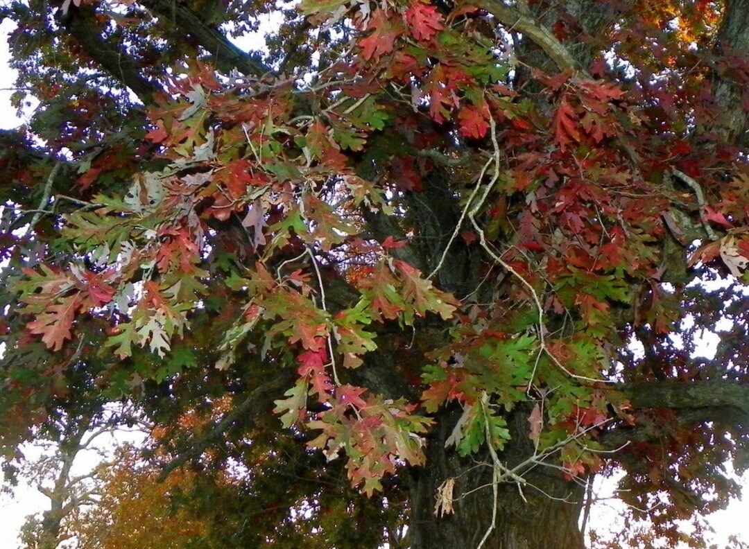 Alba White Oak Tree Pink Oak Seedling quercus Alba Feather Oak White ...