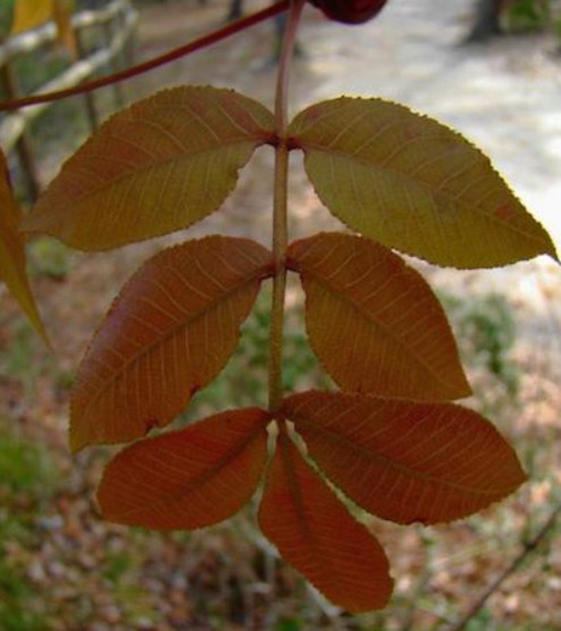 Shellbark Hickory Tree Seedling 8 to 10 Inches Tall Nice Wood | Etsy