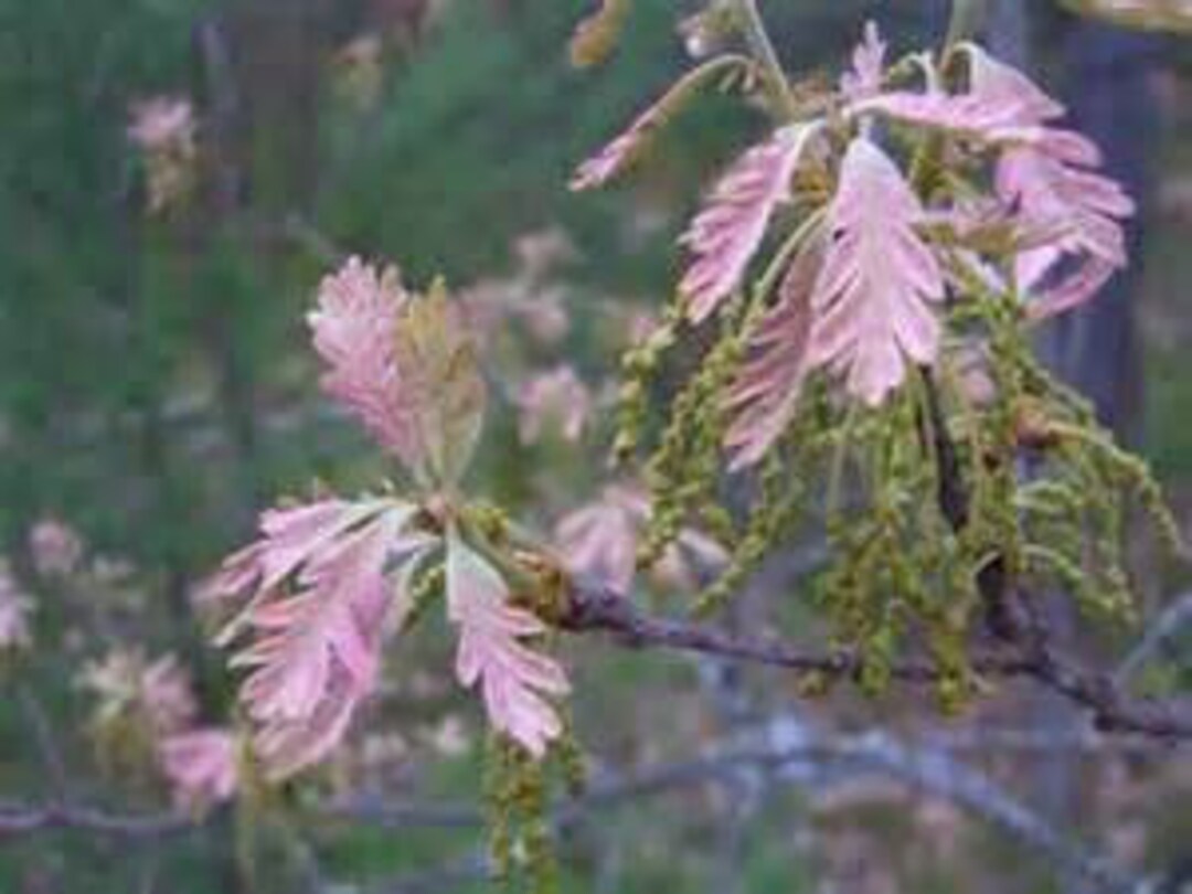 Alba White Oak Tree Seedling 8 to 10 Inches Tall Pink Oak quercus Alba ...