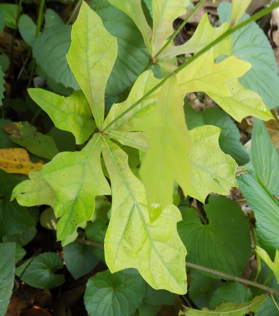 Water Oak Tree Seedling Well Established 8 to 10 Inches Tall | Etsy