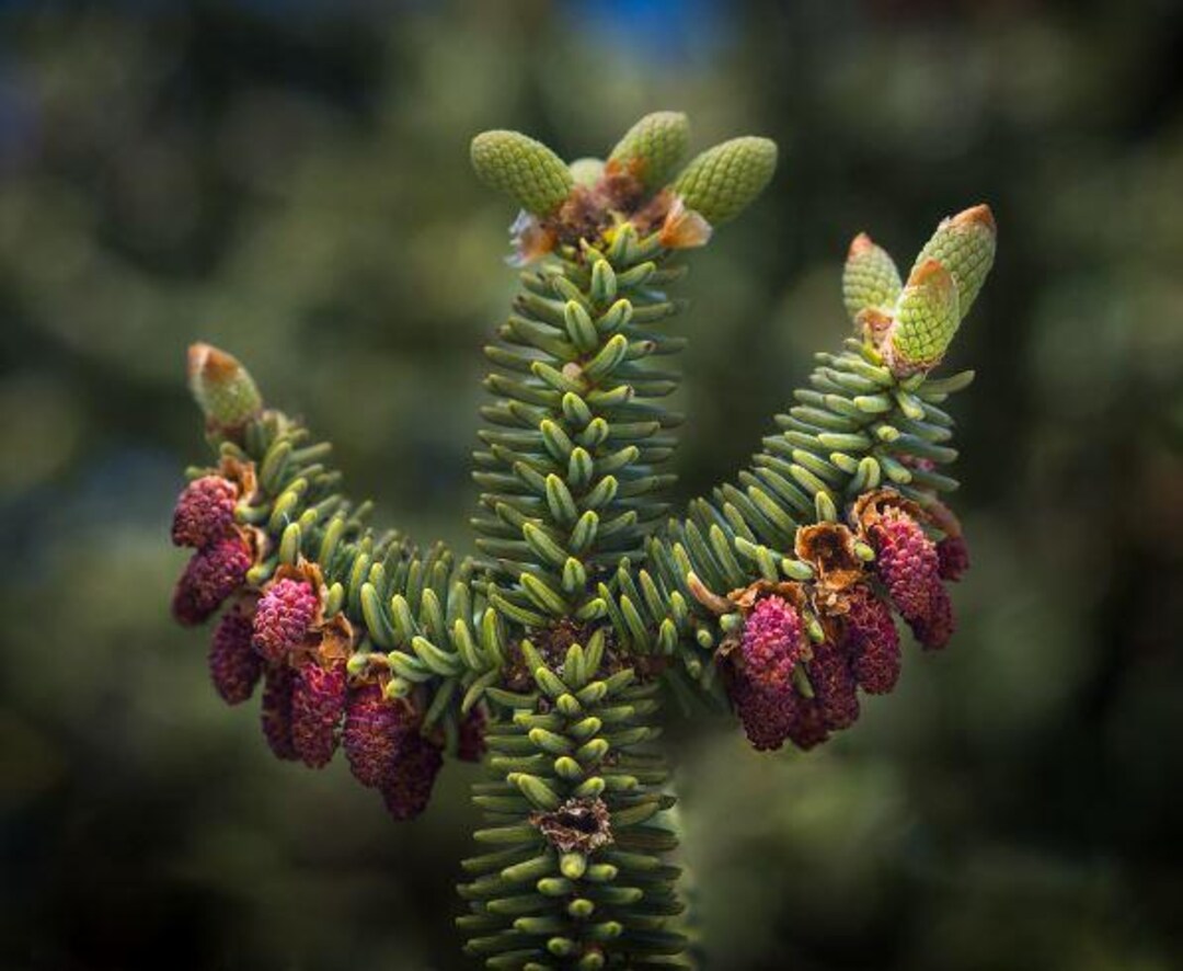 12 Spanish Fir Seeds Cactus Fir Nuts Fresh off Cone abies Pinsapo One ...