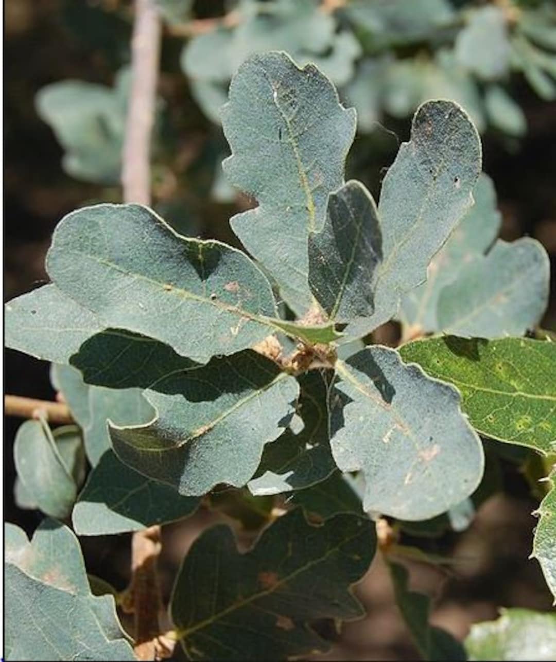 Blue Oak Tree Seedling Well Established 8 to 10 Inches Tall Ivory Oak ...