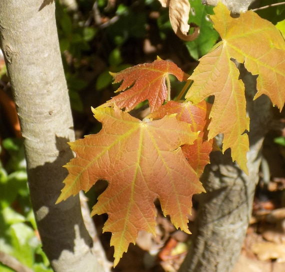 Maple Tree Seedling