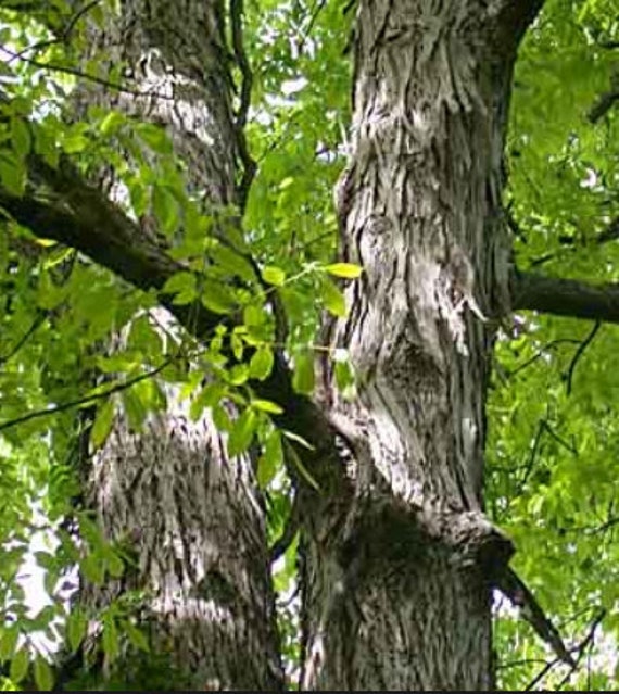 Shellbark Hickory Tree Seedling 8 to 10 Inches Tall Nice Wood | Etsy