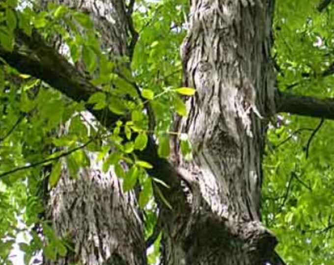 Shellbark Hickory Tree Seedling 8 to 10 Inches Tall Nice Wood Largest ...