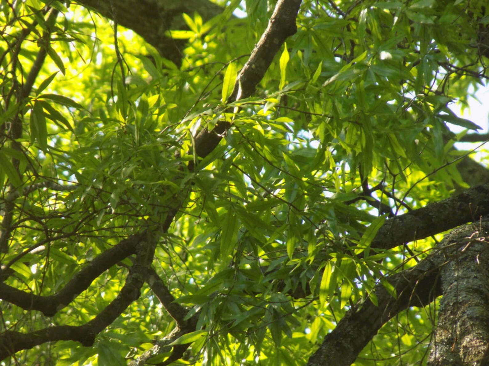 Water Oak tree seedling well established 8 to 10 inches | Etsy