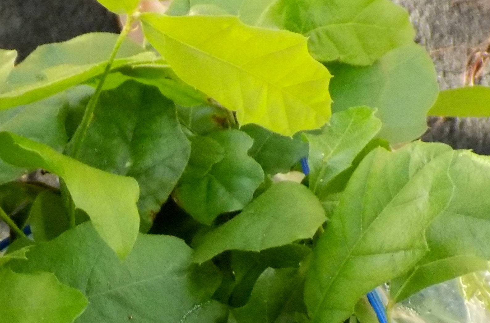 Chisos Red Oak Tree Seedling Well Established Roots Weeping - Etsy