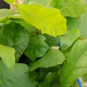 Chisos Red Oak Tree Seedling Well Established Roots Weeping Leaves ...