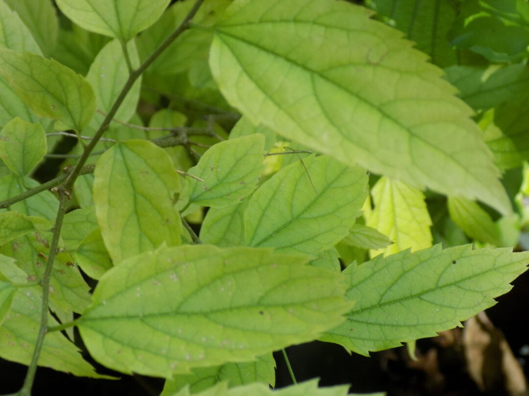 Golden Sugar Hackberry Tree Seedling Well Established 8 to 10 Inches ...