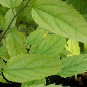 Golden Sugar Hackberry Tree Seedling Well Established 8 to 10 Inches ...