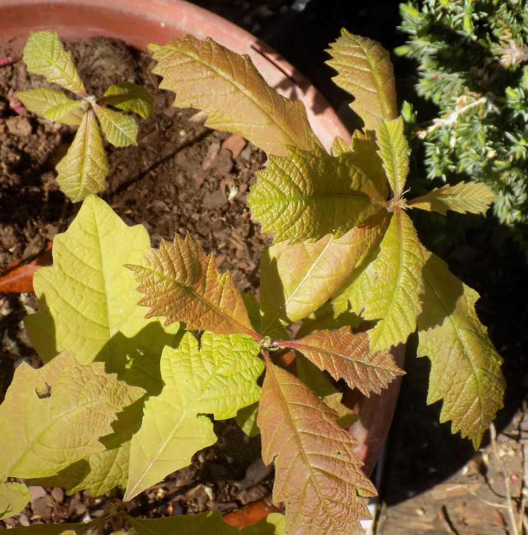 Bur Oak Tree Burr Oak Tree Seedling 8 to 10 Inches Tall, Golden Start ...