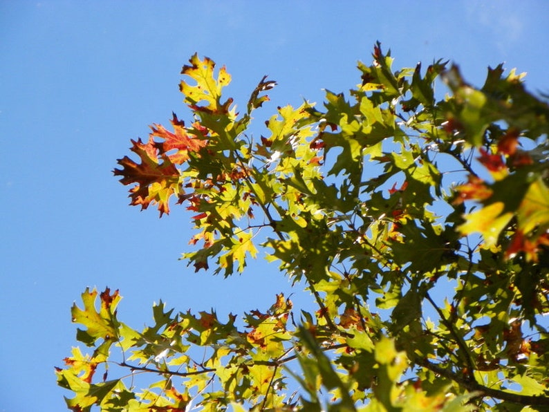 Maple Oak Tree Seedling Well Established and 10 to 12 Inches - Etsy