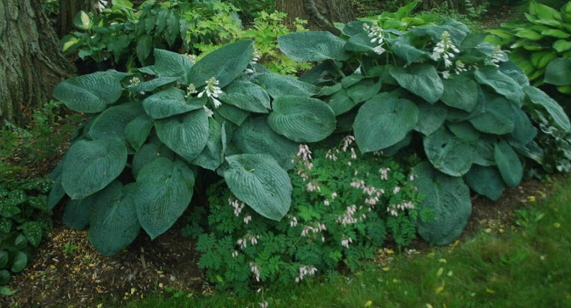 Hosta Bressingham Blue Hosta Plant Start in a 4 Inch Container - Etsy