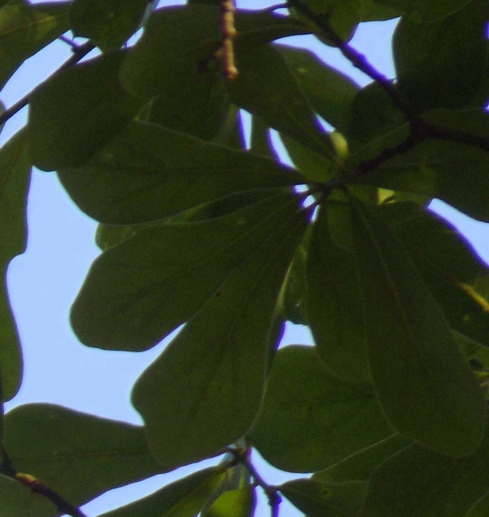 Water Oak tree seedling well established 8 to 10 inches | Etsy