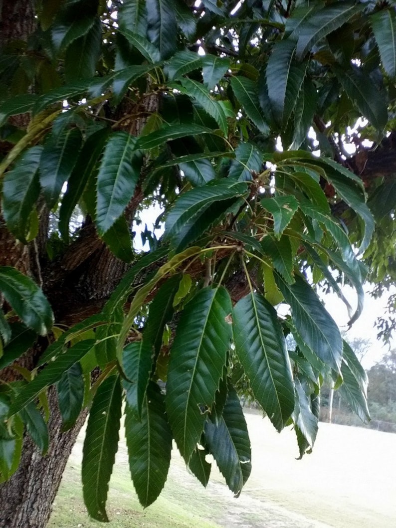 Sawtooth Oak Tree Seedling quercus Accutissima Established 8 - Etsy ...