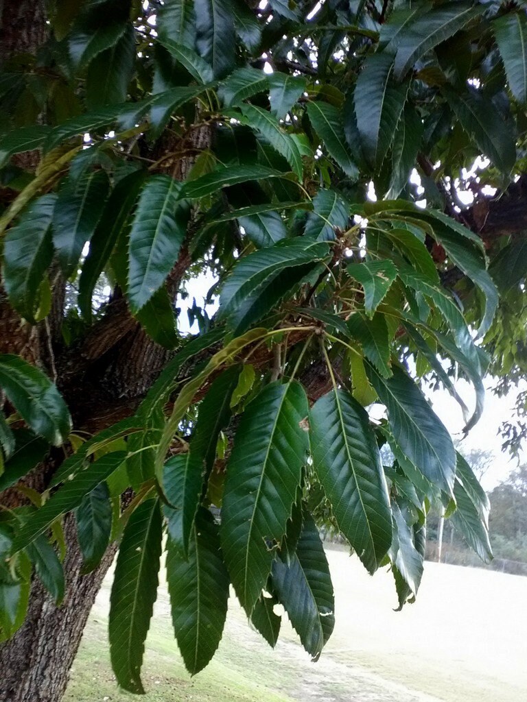 Sawtooth Oak Tree Seedling quercus Accutissima Established 8 - Etsy ...