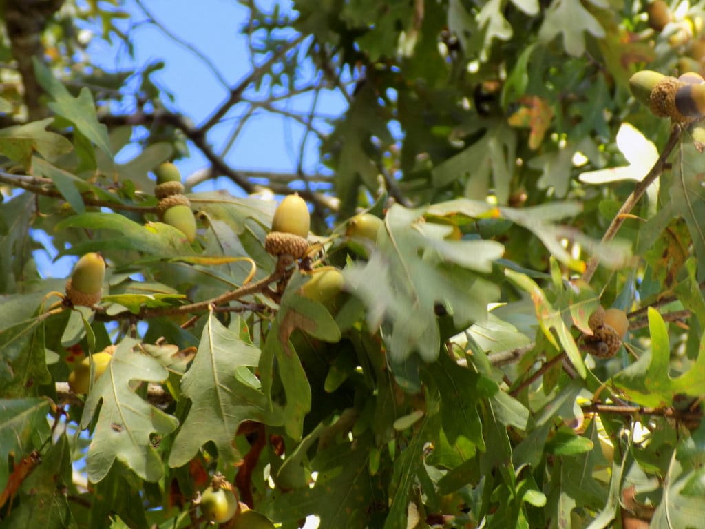 Old English Oak Tree Seedling Well Established Roots and 8 to | Etsy
