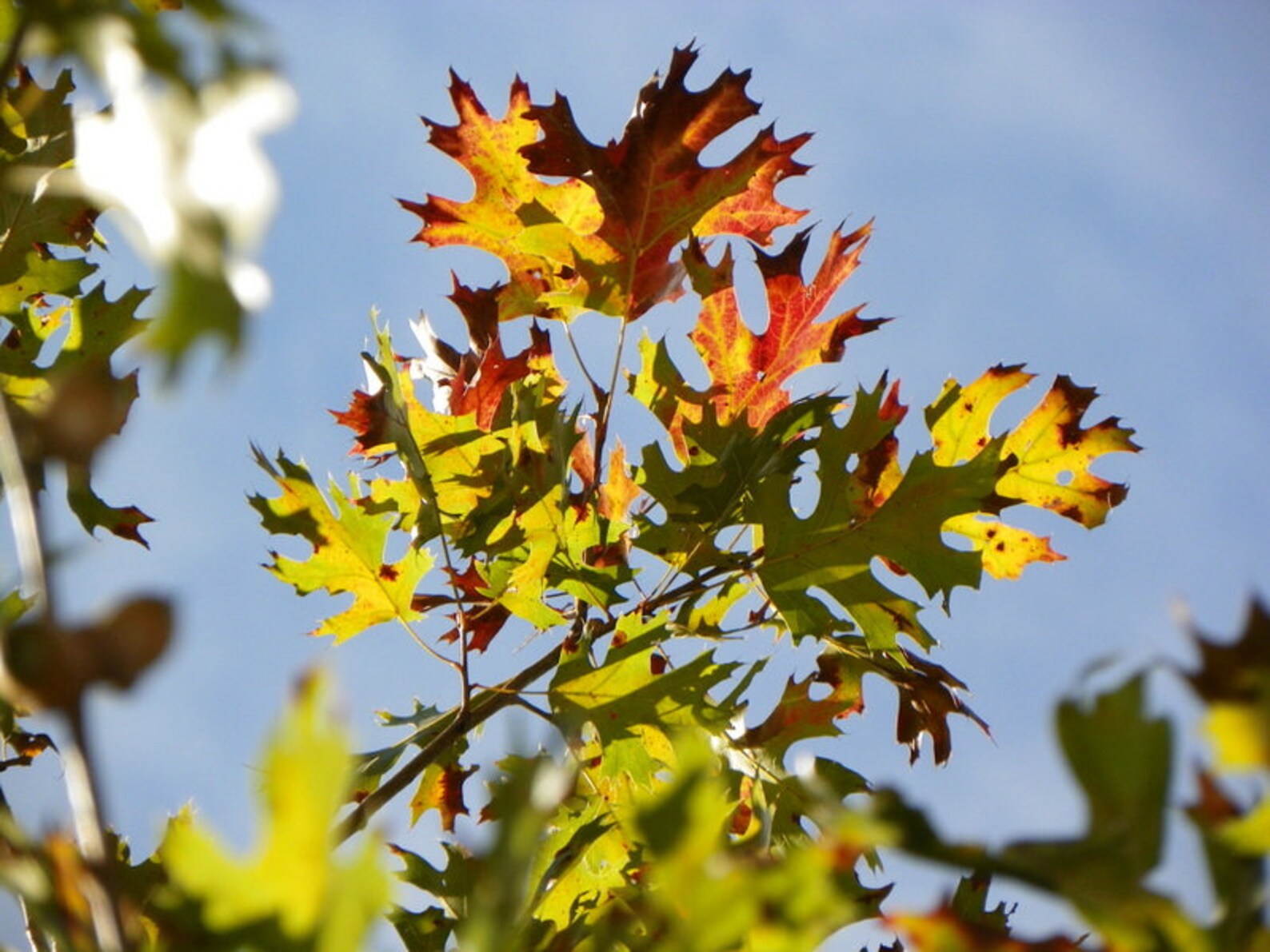 Maple Oak Tree Seedling Well Established and 8 to 12 Inches - Etsy