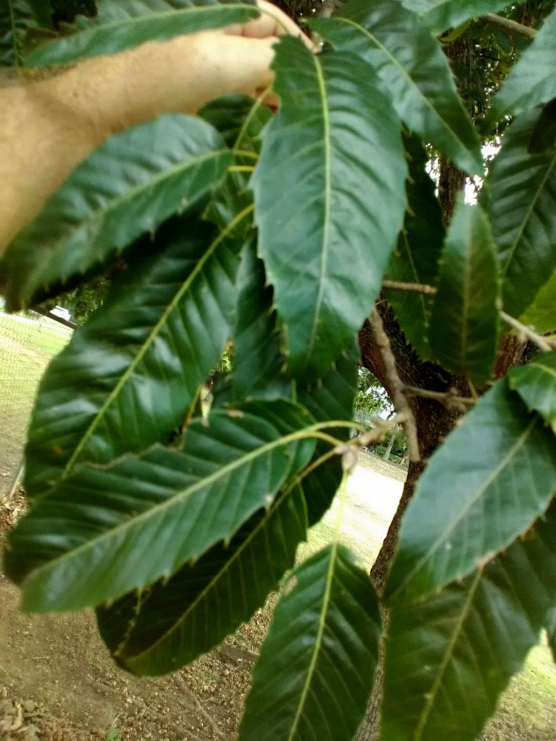 Sawtooth Oak Tree Seedling quercus Accutissima Established 8 to 12 ...