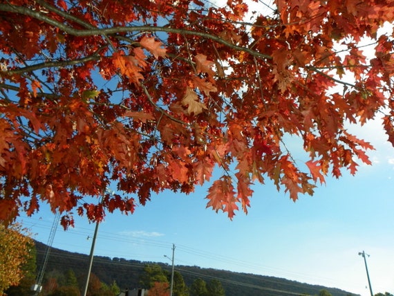 Weeping Cherrybark Oak Tree Seedling 8 to 12 Inches Tall - Etsy