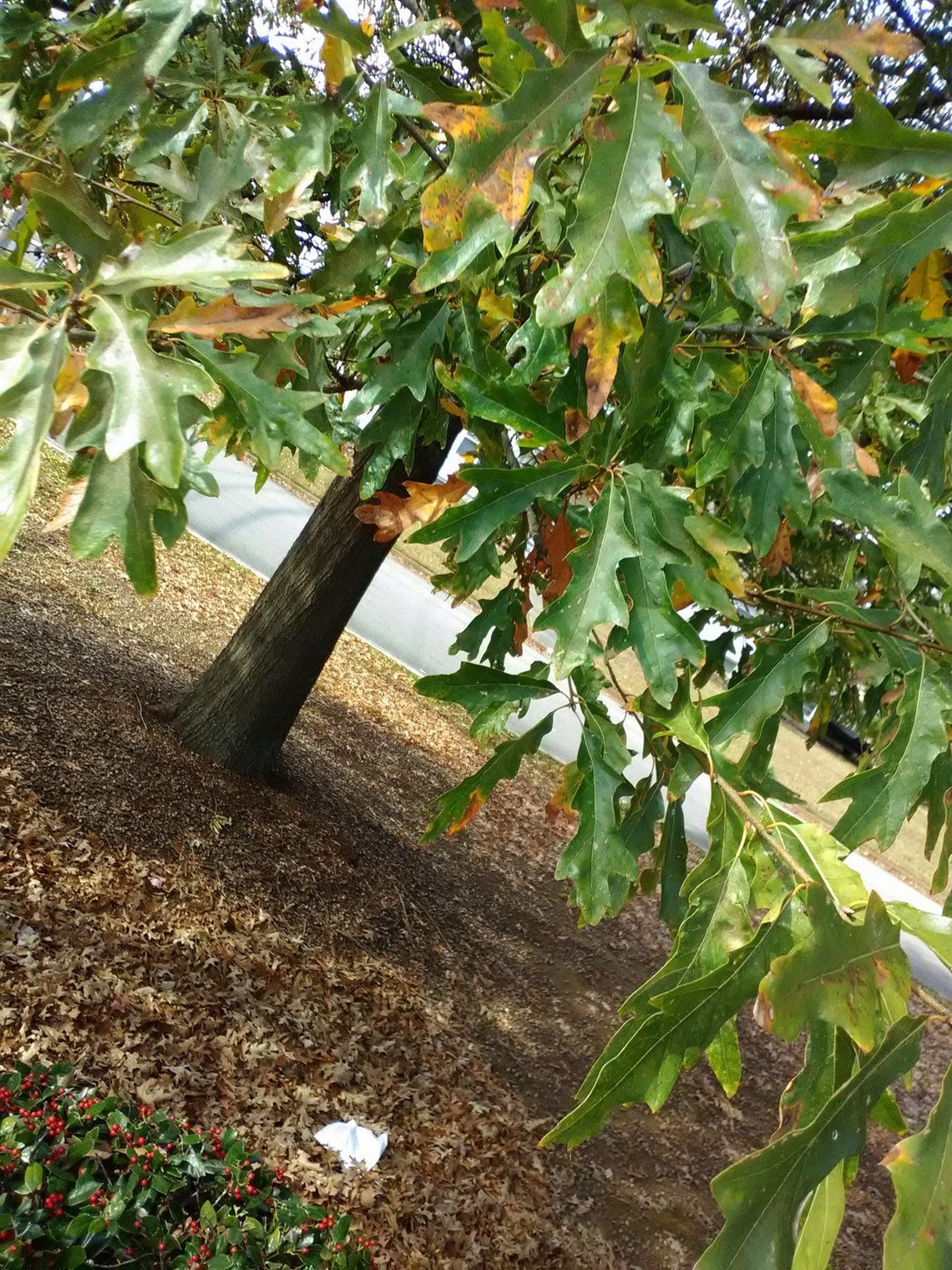 Cherrybark Oak tree seedling 8 to 10 inches tall decorative | Etsy