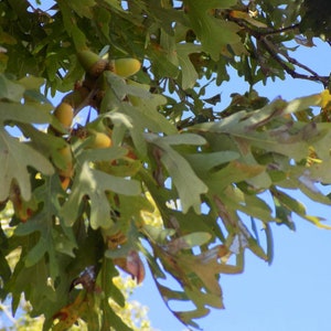 Old English Oak Tree Seedling Well Established Roots and 8 to 10 Inches ...