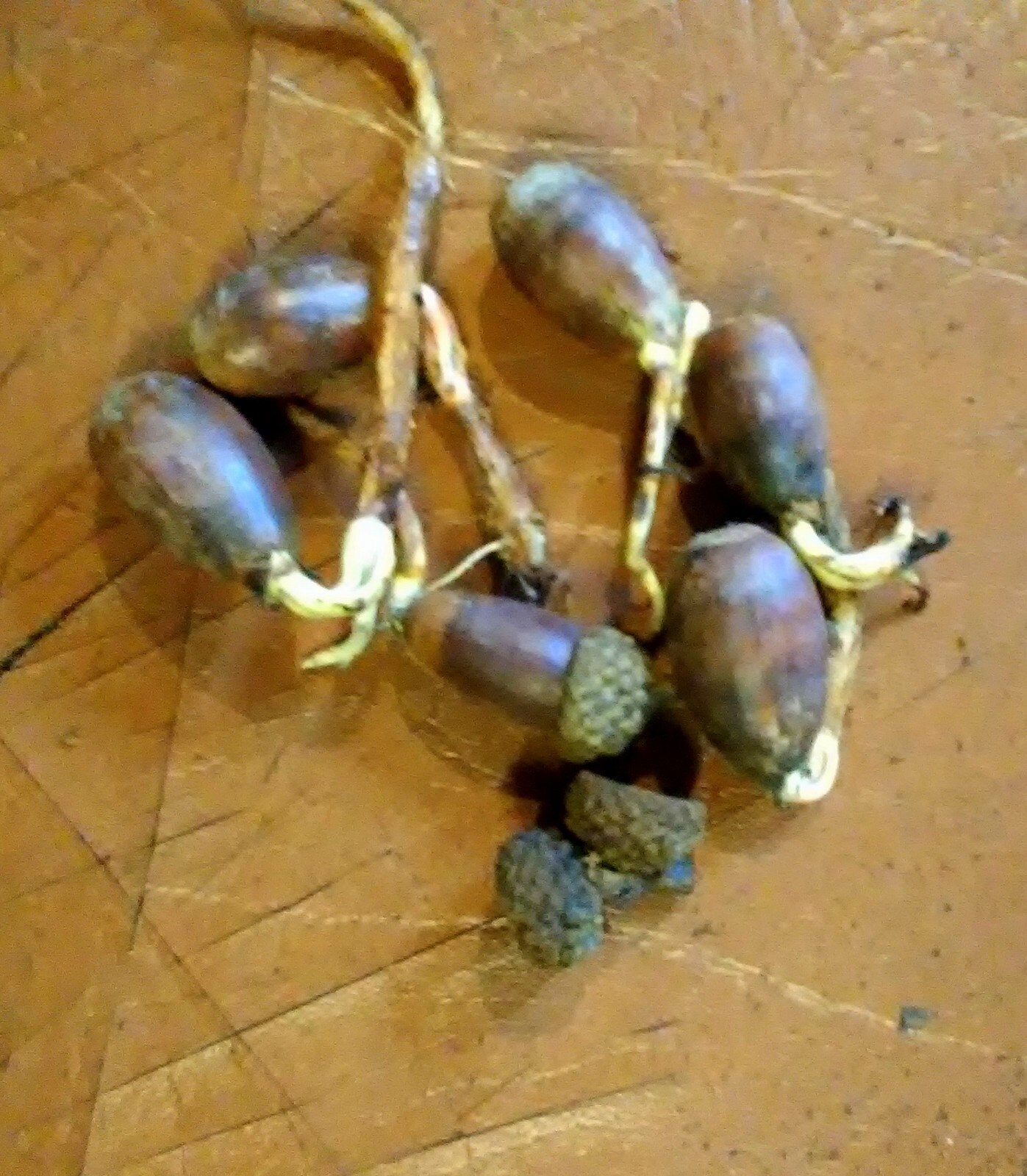 Old English Oak Tree Seedling 8 to 10 Inches Tall Genuine quercus Robur ...