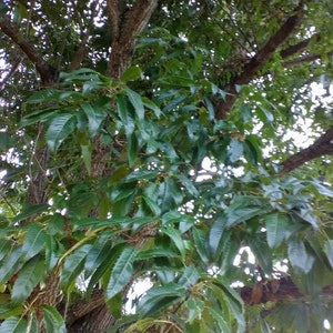 Sawtooth Oak Tree Seedling quercus Accutissima That Has Established ...