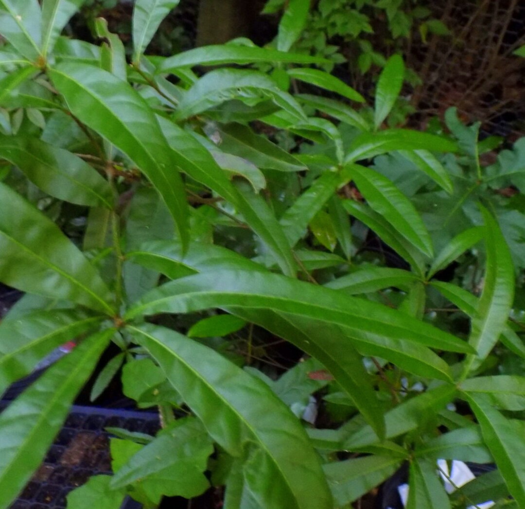 Willow Oak Tree Seedling With Well Established Roots (quercus Phellos ...