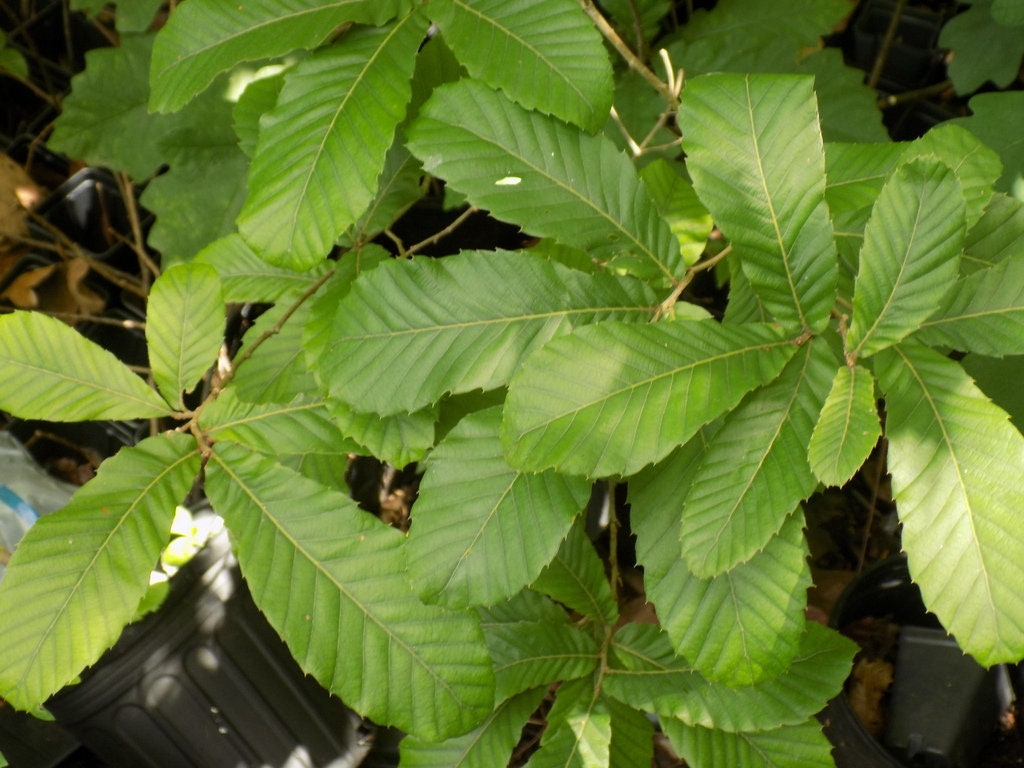 Sawtooth Oak Tree Seedling quercus Accutissima Established 8 - Etsy ...