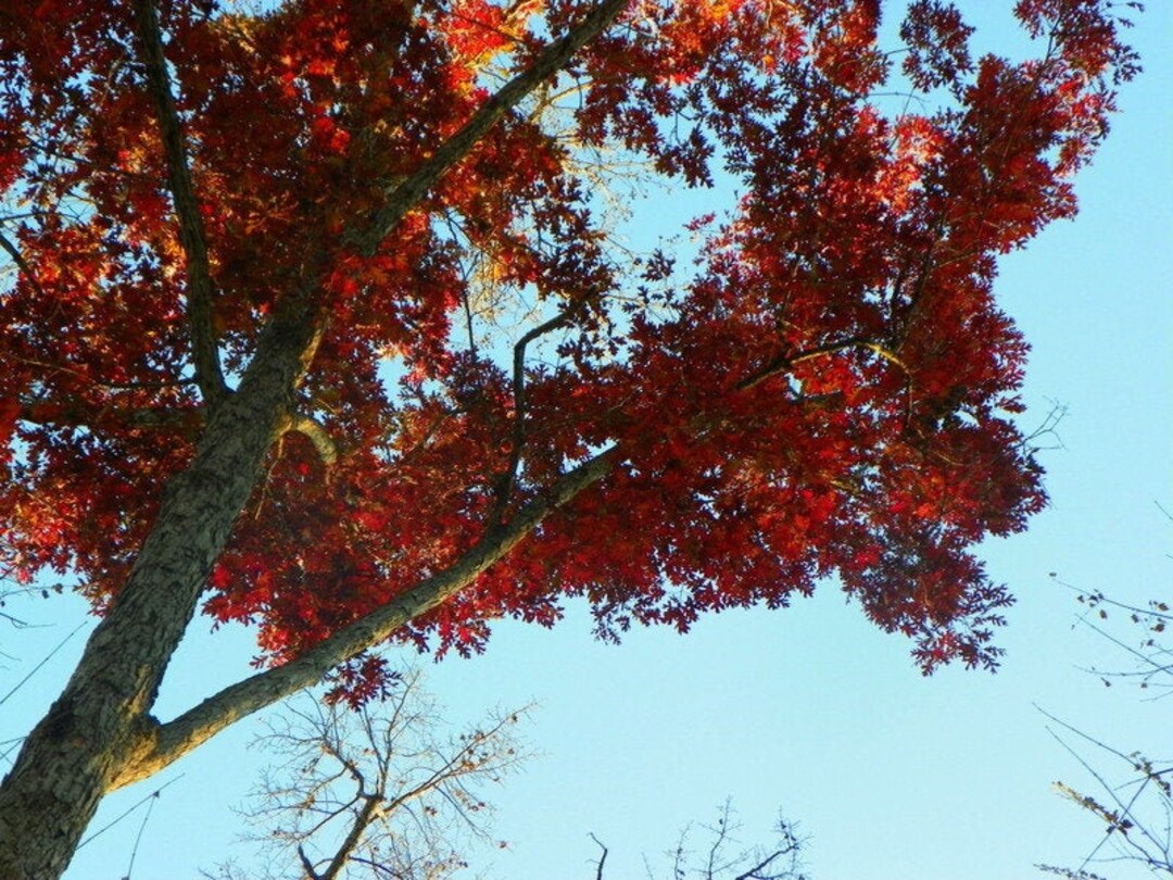 Swamp Alba Oak Tree Seedling Jack Oak Established Roots - Etsy