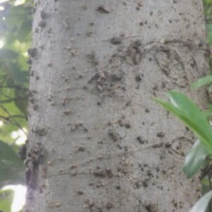 Golden Sugar Hackberry Tree Seedling Well Established 8 to 10 Inches ...