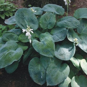Hosta Bressingham Blue Hosta Plant Start in a 4 Inch Container Well ...