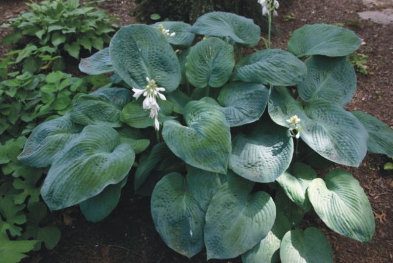Hosta Bressingham Blue Hosta Plant Start in a 4 Inch Container | Etsy
