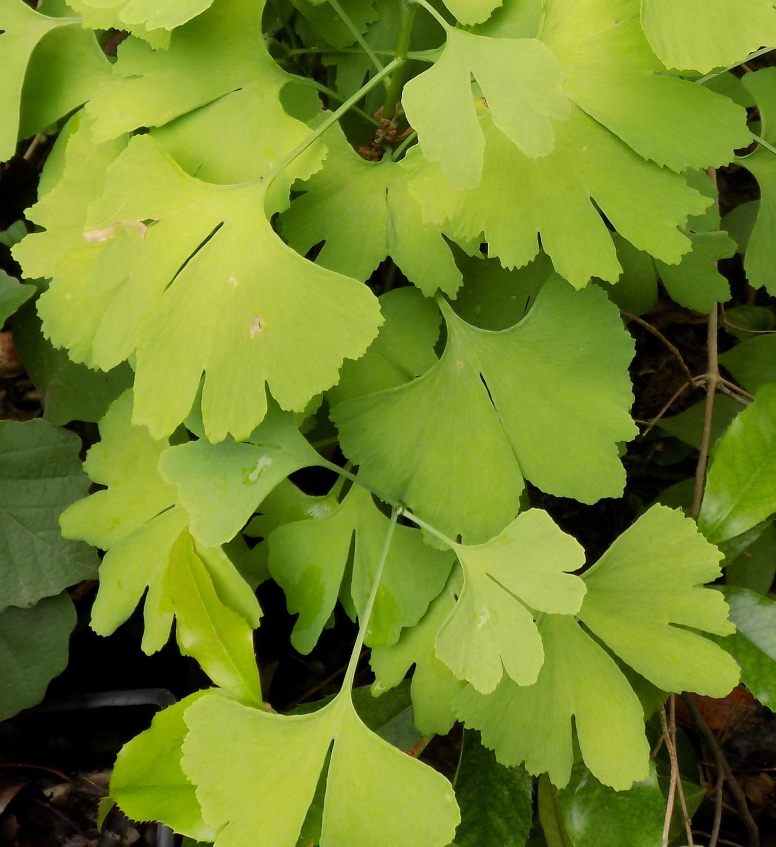 Gingko Biloba 'maidenhair" Tree Seedling Well Established 8 to 10 ...