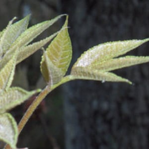 Shellbark Hickory Tree Seedling 8 to 10 Inches Tall Nice Wood - Etsy