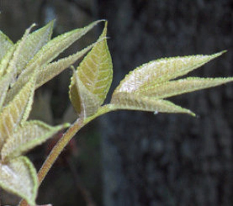 Shellbark Hickory Tree Seedling 8 to 10 Inches Tall Nice Wood - Etsy