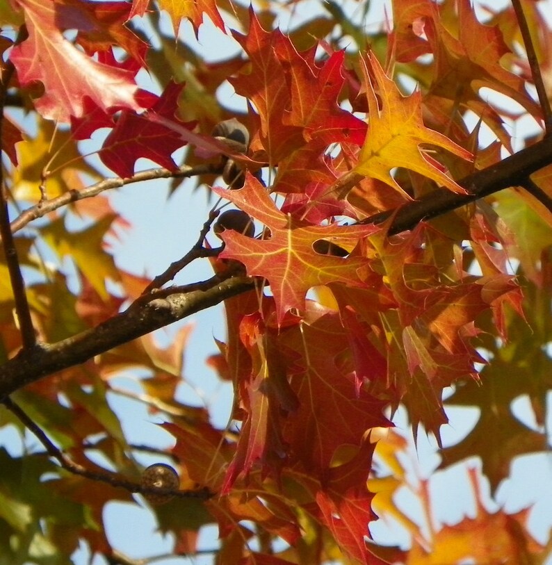 Spanish Oak Tree Seedling Well Established Root 8 to 10 Inches - Etsy