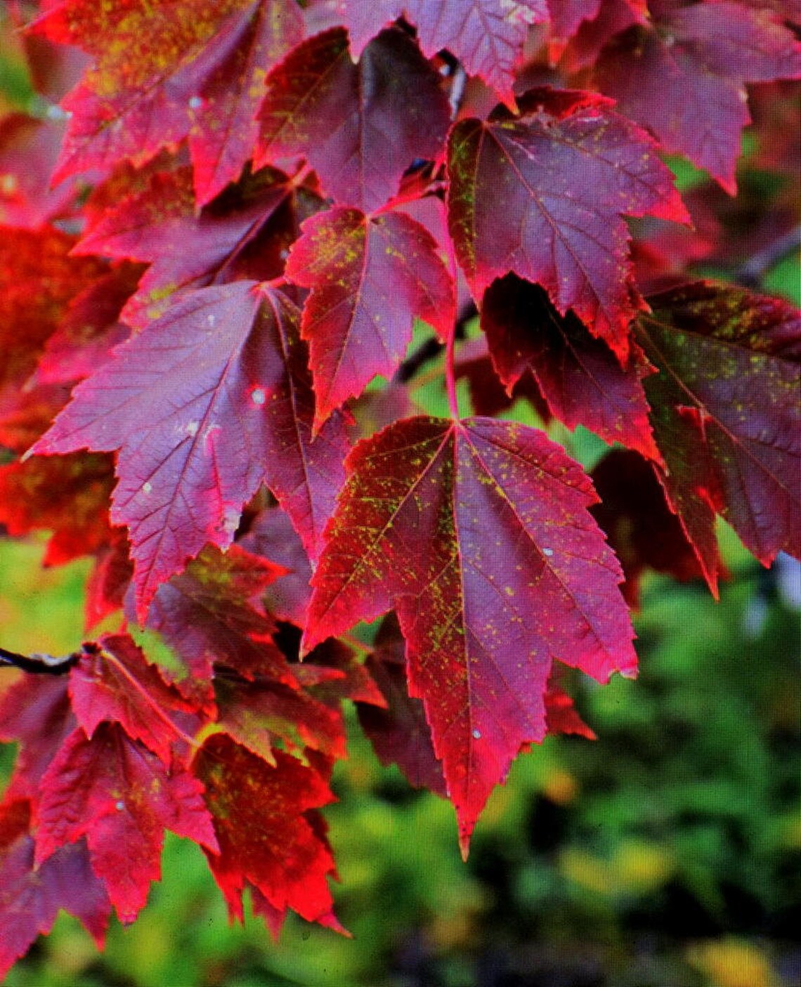 Brandywine Rubrum Red Maple Tree Seedling Well Established - Etsy