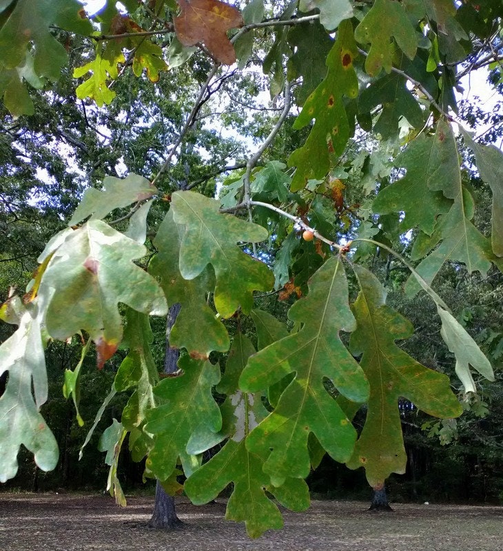 Old English Oak Tree Seedling Well Established Roots and 8 to | Etsy