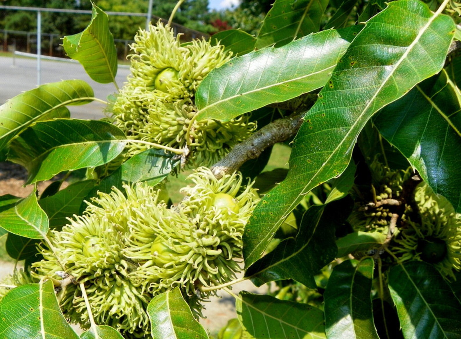 Sawtooth Oak Tree Seedling quercus Accutissima Established 8 - Etsy ...