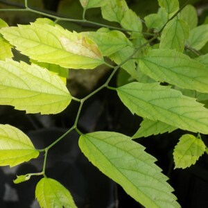 Golden Sugar Hackberry Tree Seedling Well Established 8 to 10 Inches ...