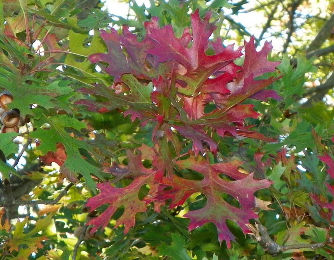 Maple Oak Tree Seedling Well Established and 8 to 12 Inches - Etsy