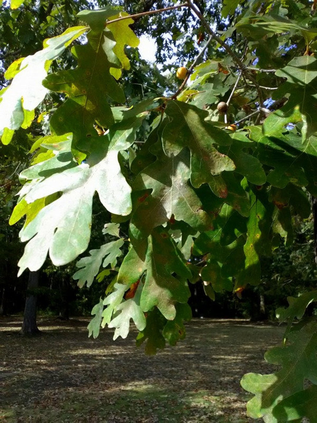 Old English Oak Tree Seedling Well Established Roots and 8 to 10 Inches ...