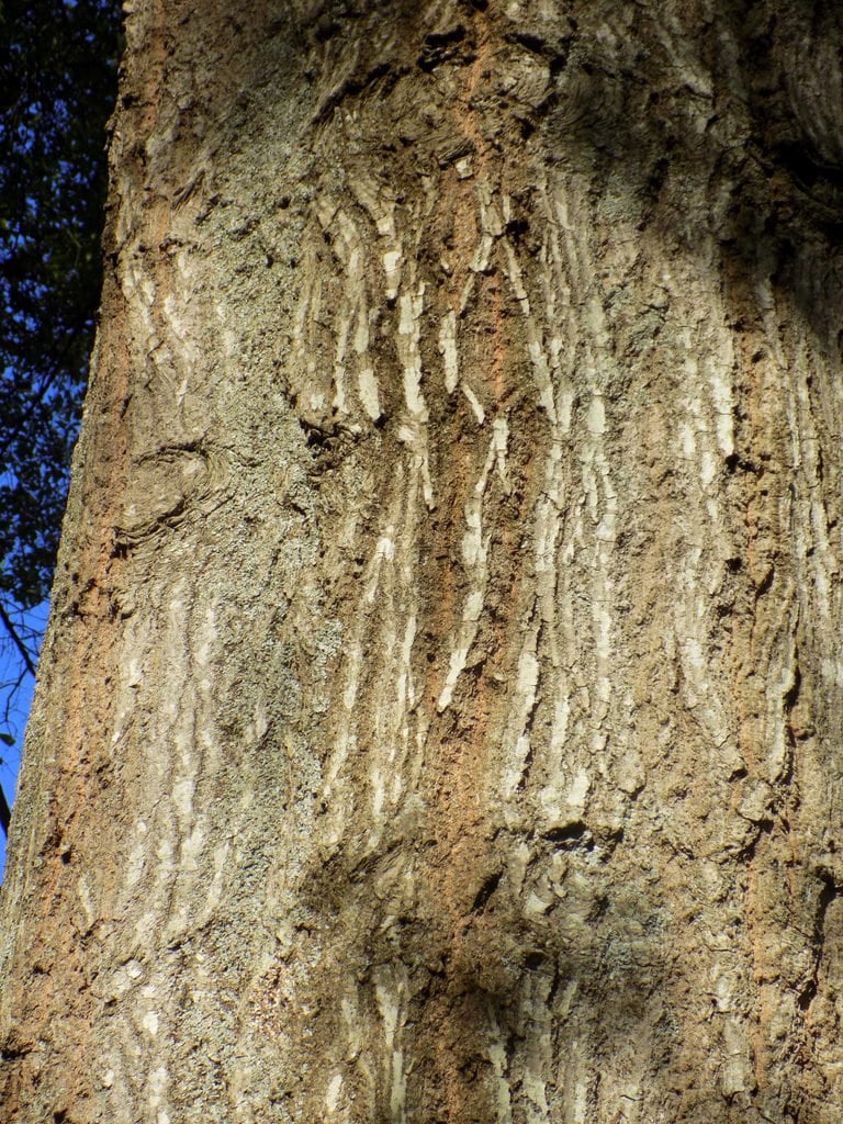 Water Oak tree seedling well established 8 to 10 inches | Etsy