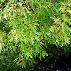 Chisos Red Oak Tree Seedling Well Established Roots Weeping Leaves ...