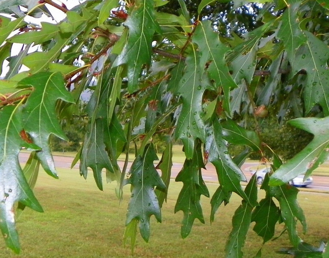 Chisos Red Oak Tree Seedling 10 to 12 Inches Well Established - Etsy ...