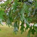 Chisos Red Oak Tree Seedling Well Established Roots Weeping Leaves ...