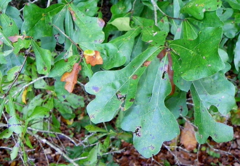 Water Oak Tree Seedling Well Established 8 to 10 Inches Tall - Etsy
